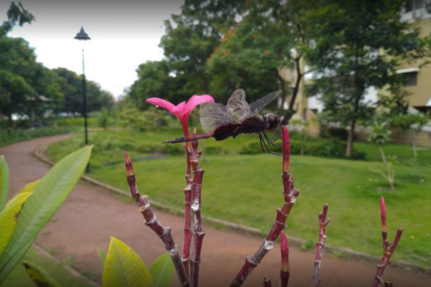 Linear Garden – Green Space Alliance | Urban designers | Planners ...